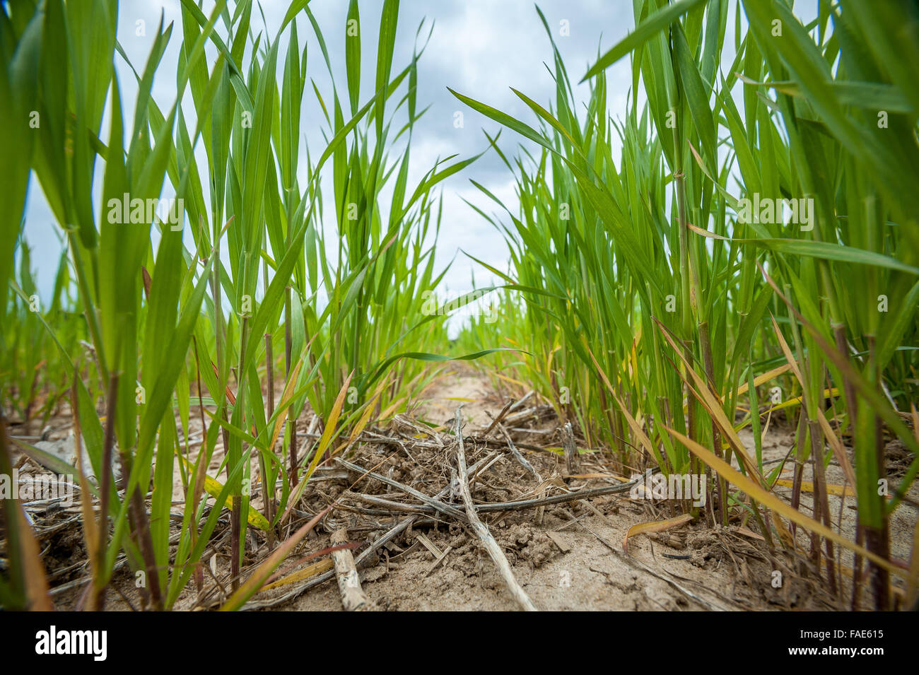Close up of grass and crops Stock Photo - Alamy