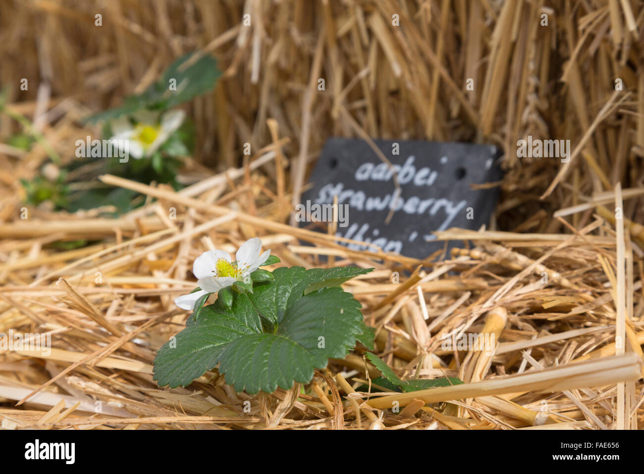 Strawberry cultivation at Babylonstoren farm, Drakenstein valley ...