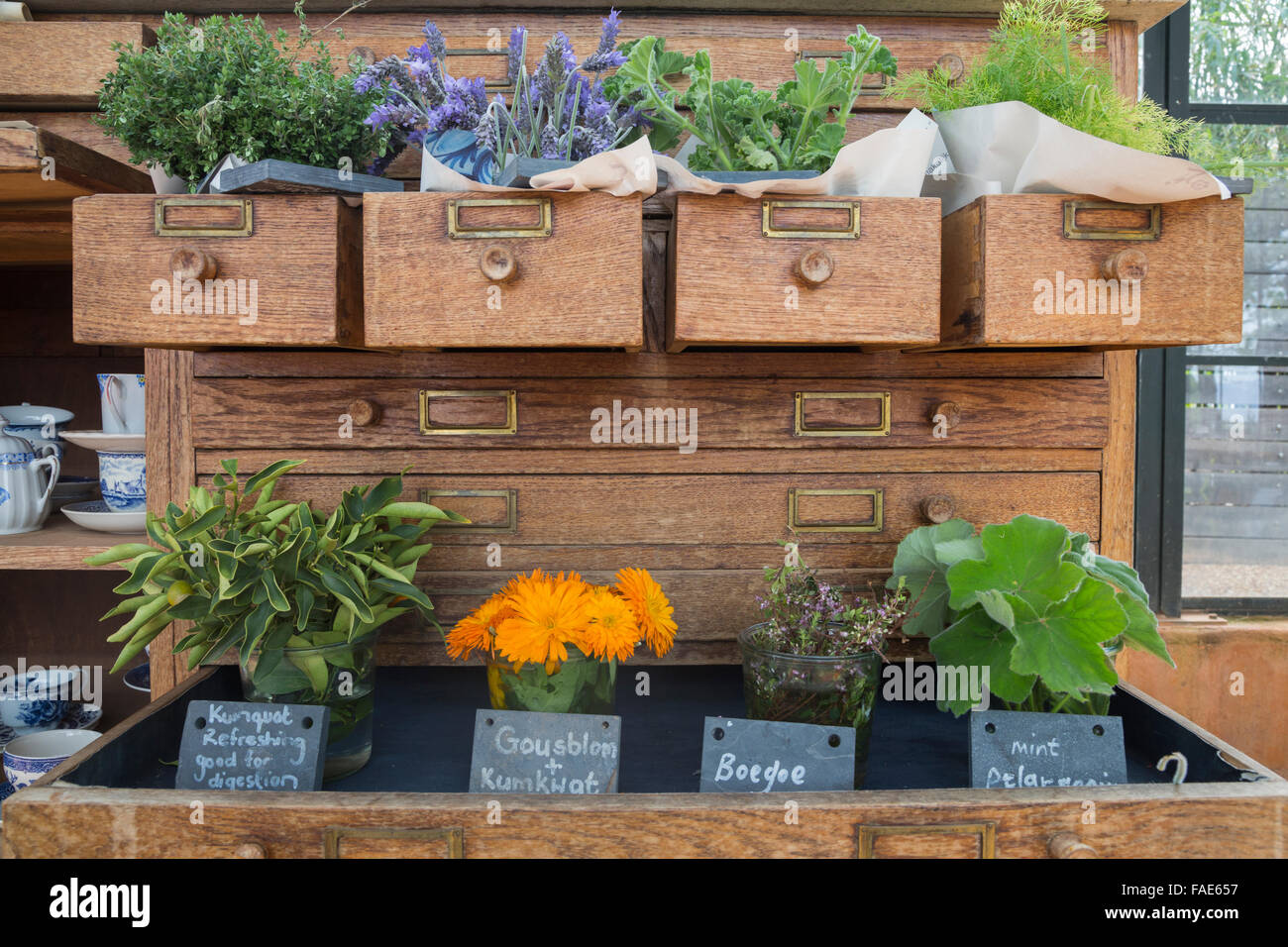 Plant display at Babylonstoren farm, Drakenstein valley, Western Cape ...