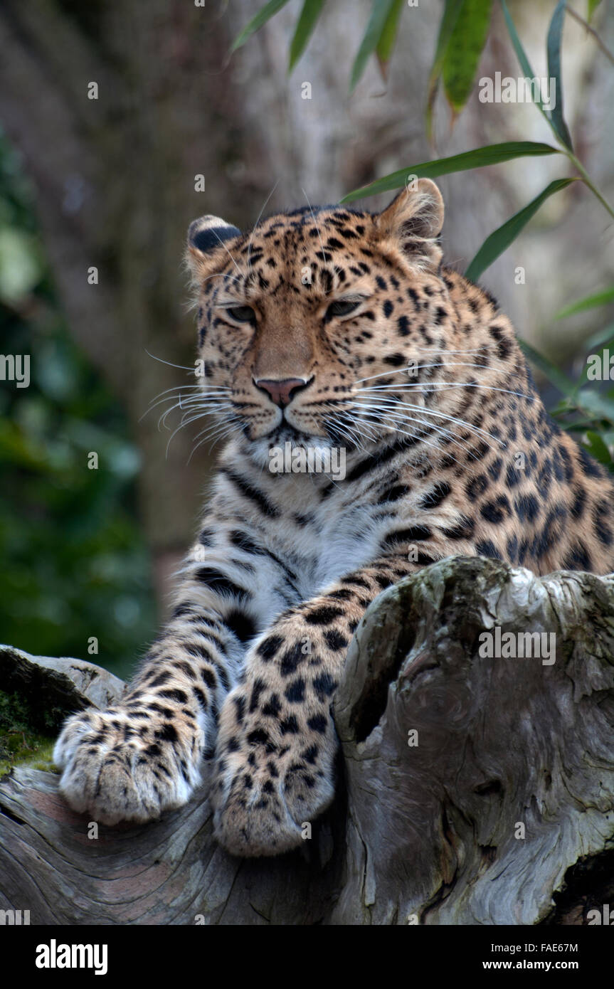 Amur Leopard Panthera Pardus Orientalis Southeastern Russia Stock Photo ...