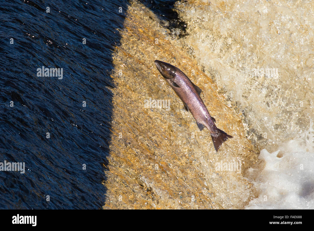 Upstream Weir High Resolution Stock Photography and Images - Alamy