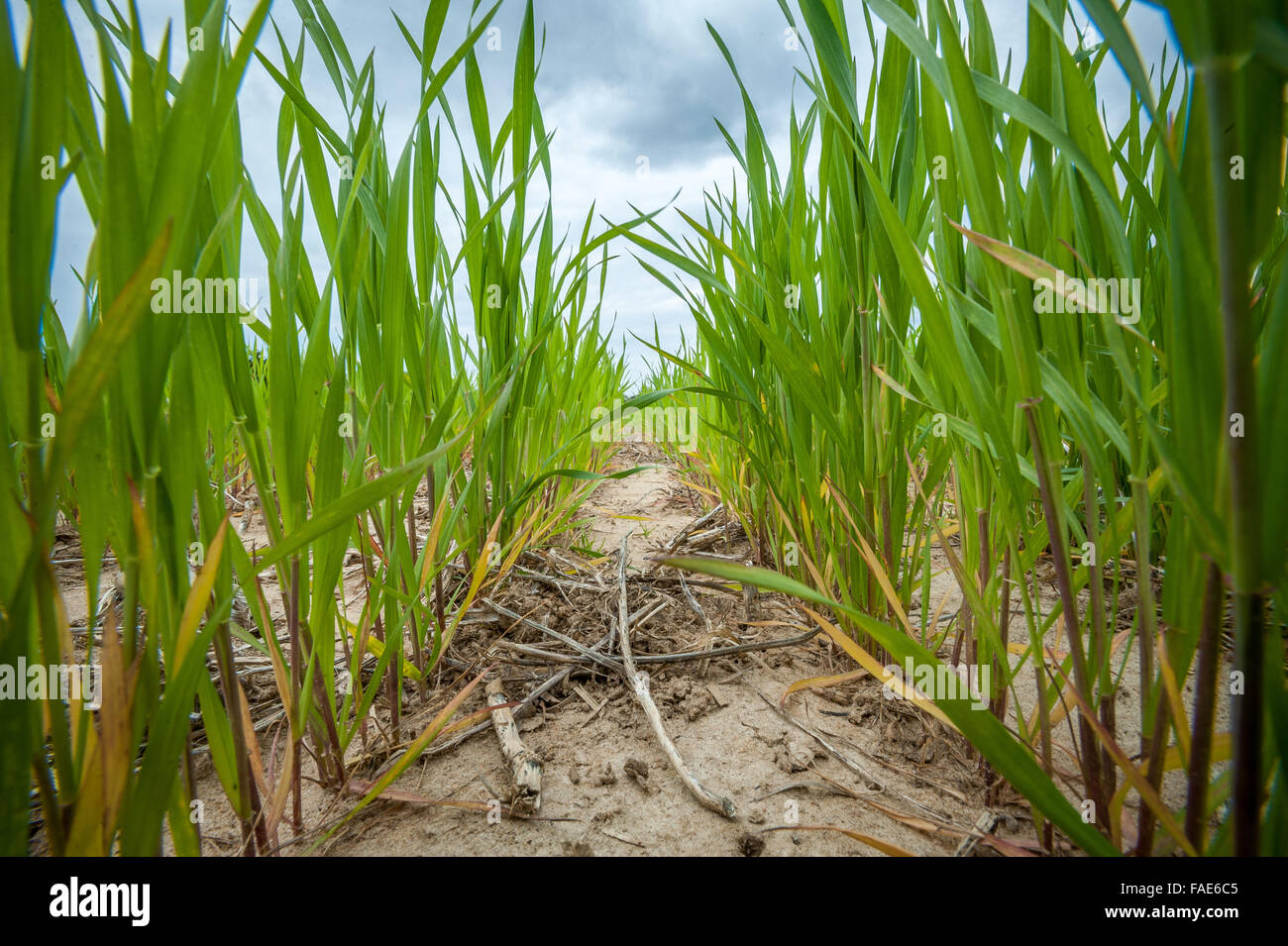 Grass hi-res stock photography and images - Alamy