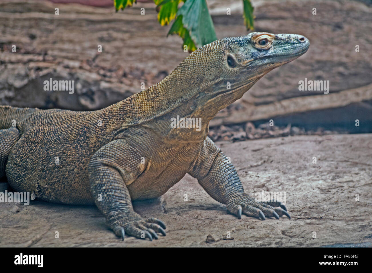 Komado Dragon, Varanus Komodoensis, Indonesia Stock Photo - Alamy