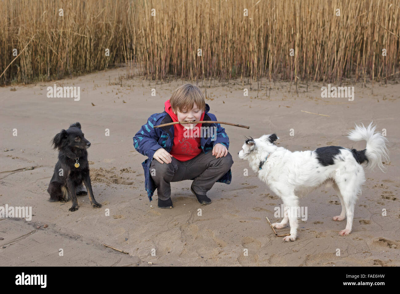 boy teaching dogs how to retrieve a stick Stock Photo - Alamy