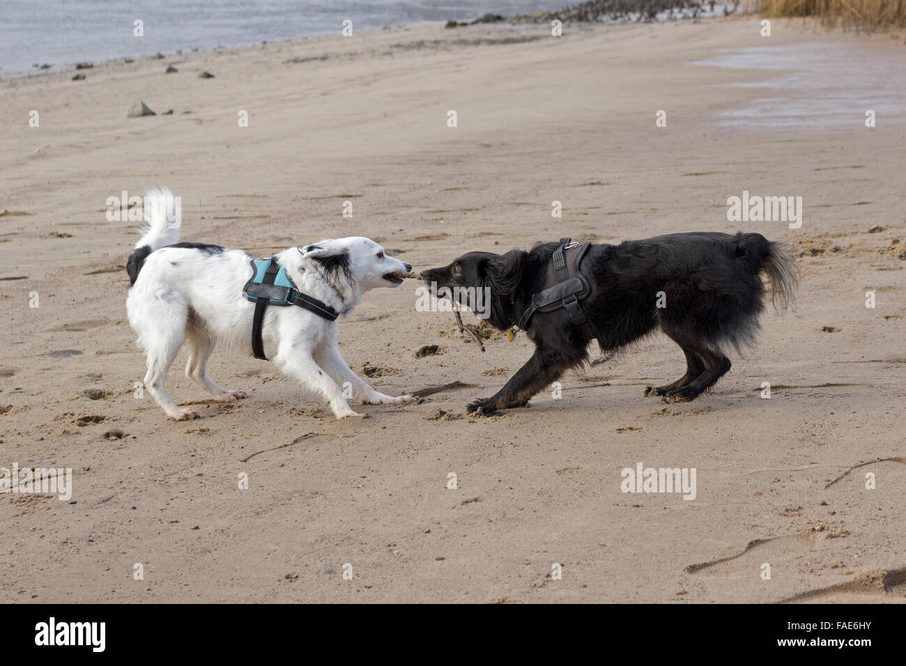 two mongrel dogs fighting for a stick Stock Photo - Alamy