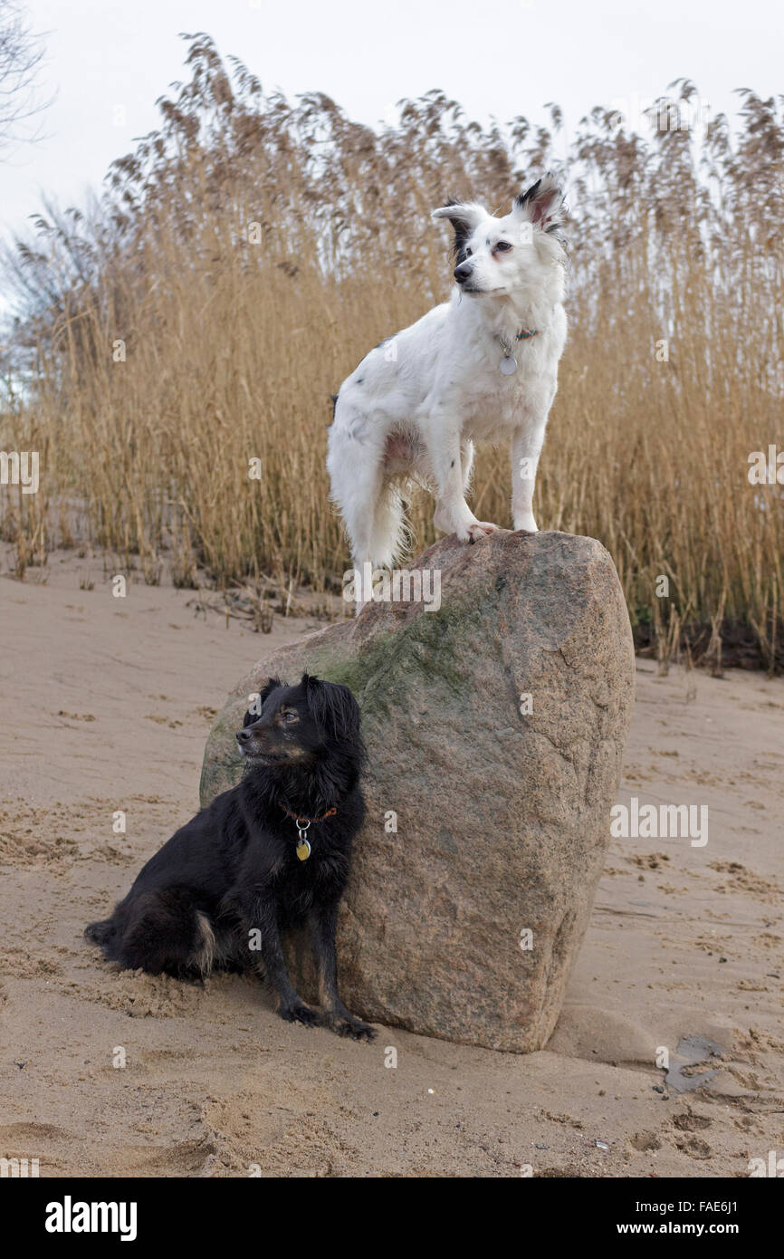 black and white mongrel dogs Stock Photo - Alamy