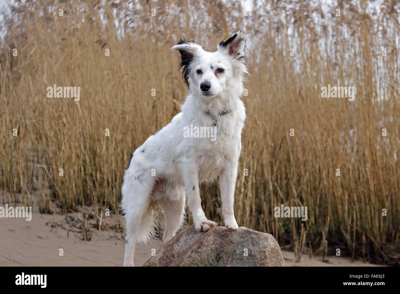 white mongrel dog Stock Photo - Alamy
