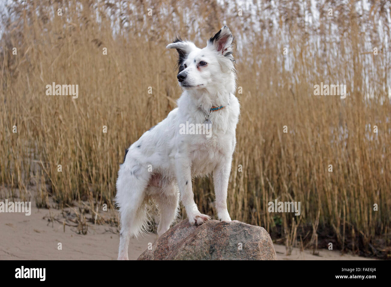 white mongrel dog Stock Photo - Alamy