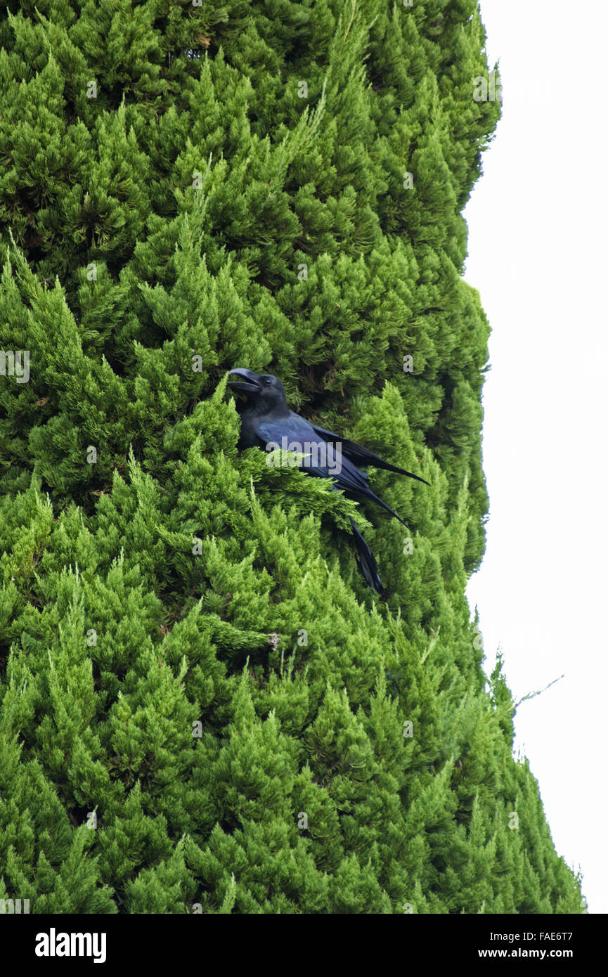 Crow in a tree Stock Photo - Alamy