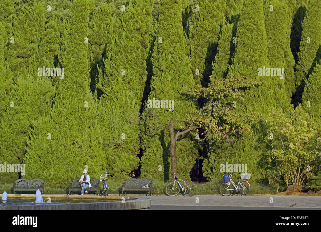 Leylandii hedge conifer hi-res stock photography and images - Alamy