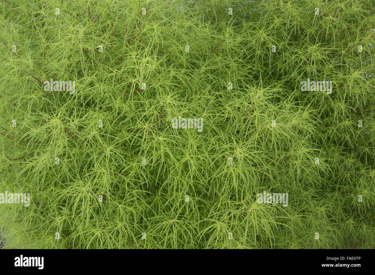 Gentle green vegetation hi-res stock photography and images - Alamy