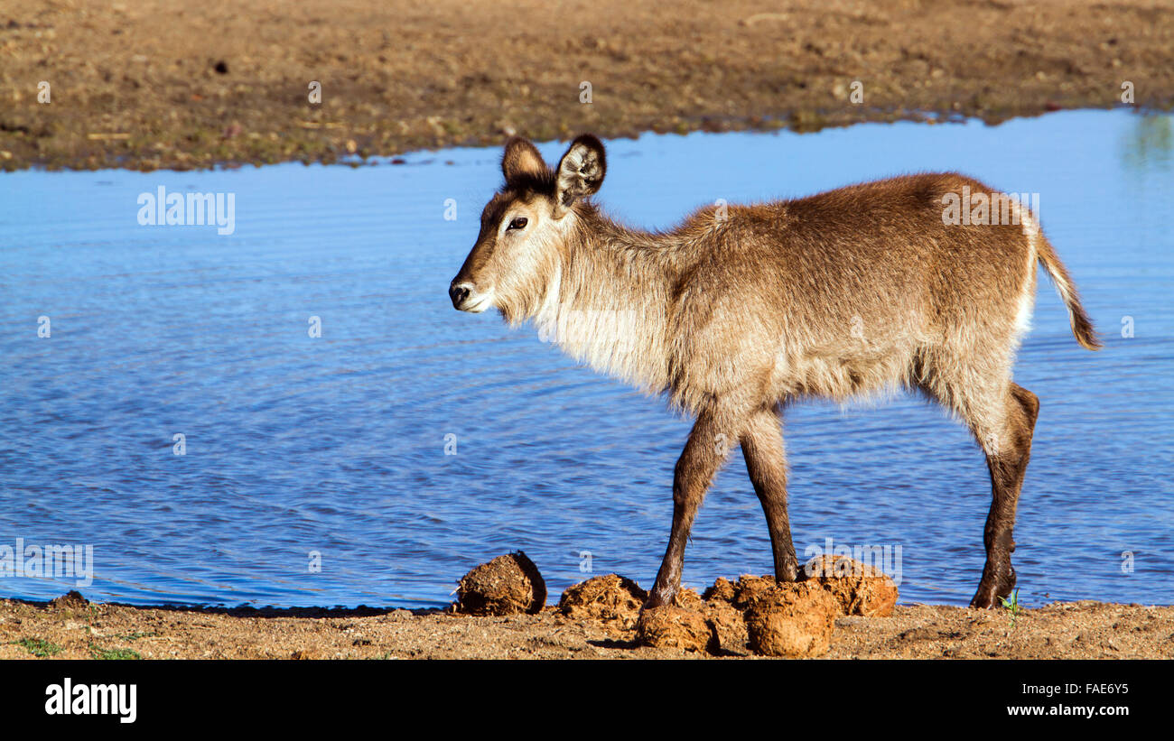 Waterbuck Specie Kobus ellipsiprymnus family of bovidae Stock Photo - Alamy