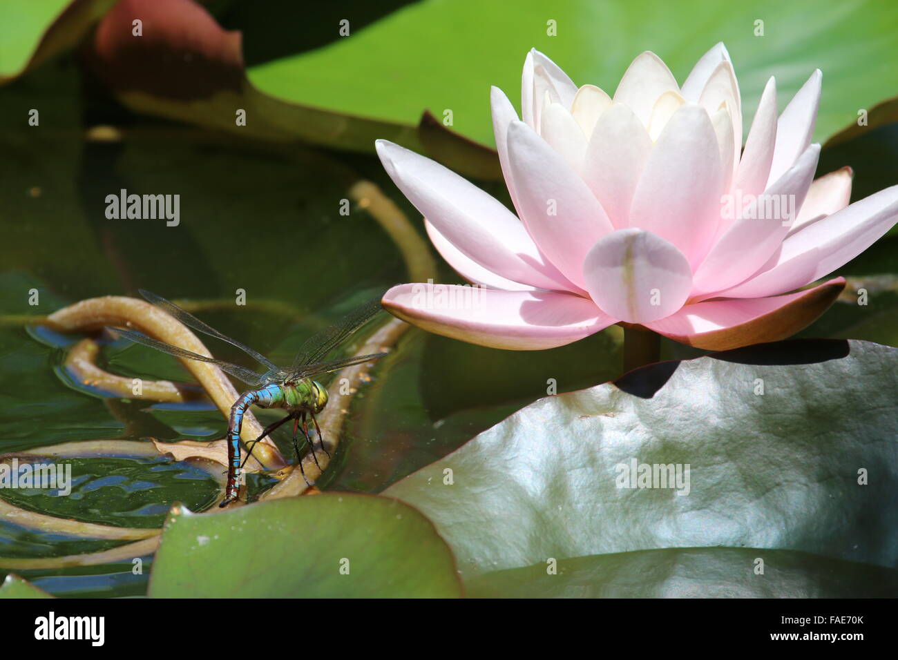 Lily fly hi-res stock photography and images - Alamy