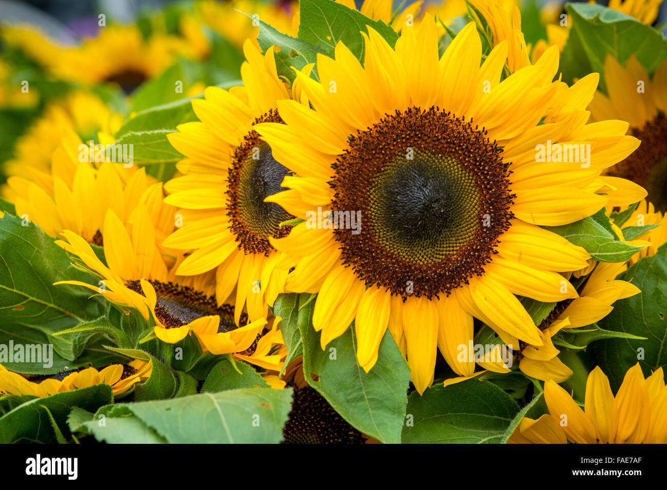Sunflowers for sale at a Farmers Market Stock Photo - Alamy