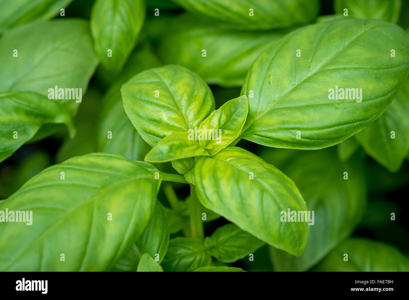 Plant produce basil fresh hi-res stock photography and images - Alamy