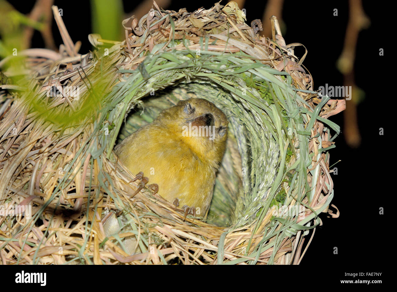 Female weaver bird in nest hi-res stock photography and images - Alamy