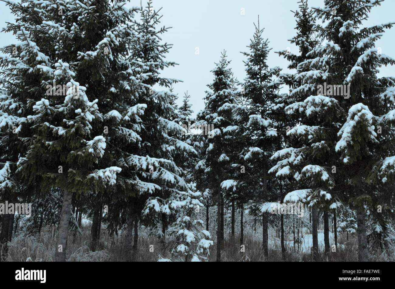 snow covered spruce tree forest in cold winter in the deep arctic ...