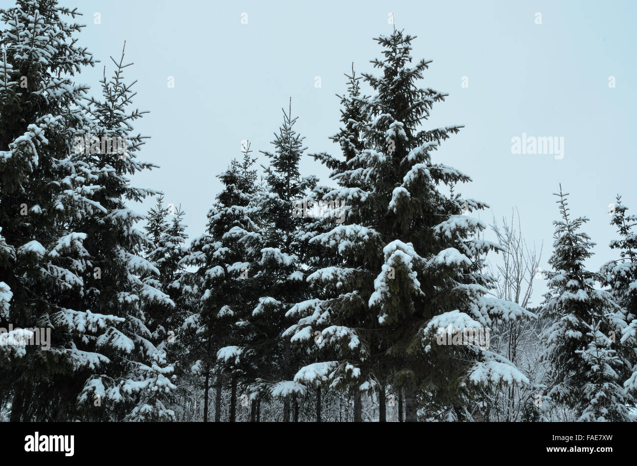 snow covered spruce tree forest in cold winter in the deep arctic ...