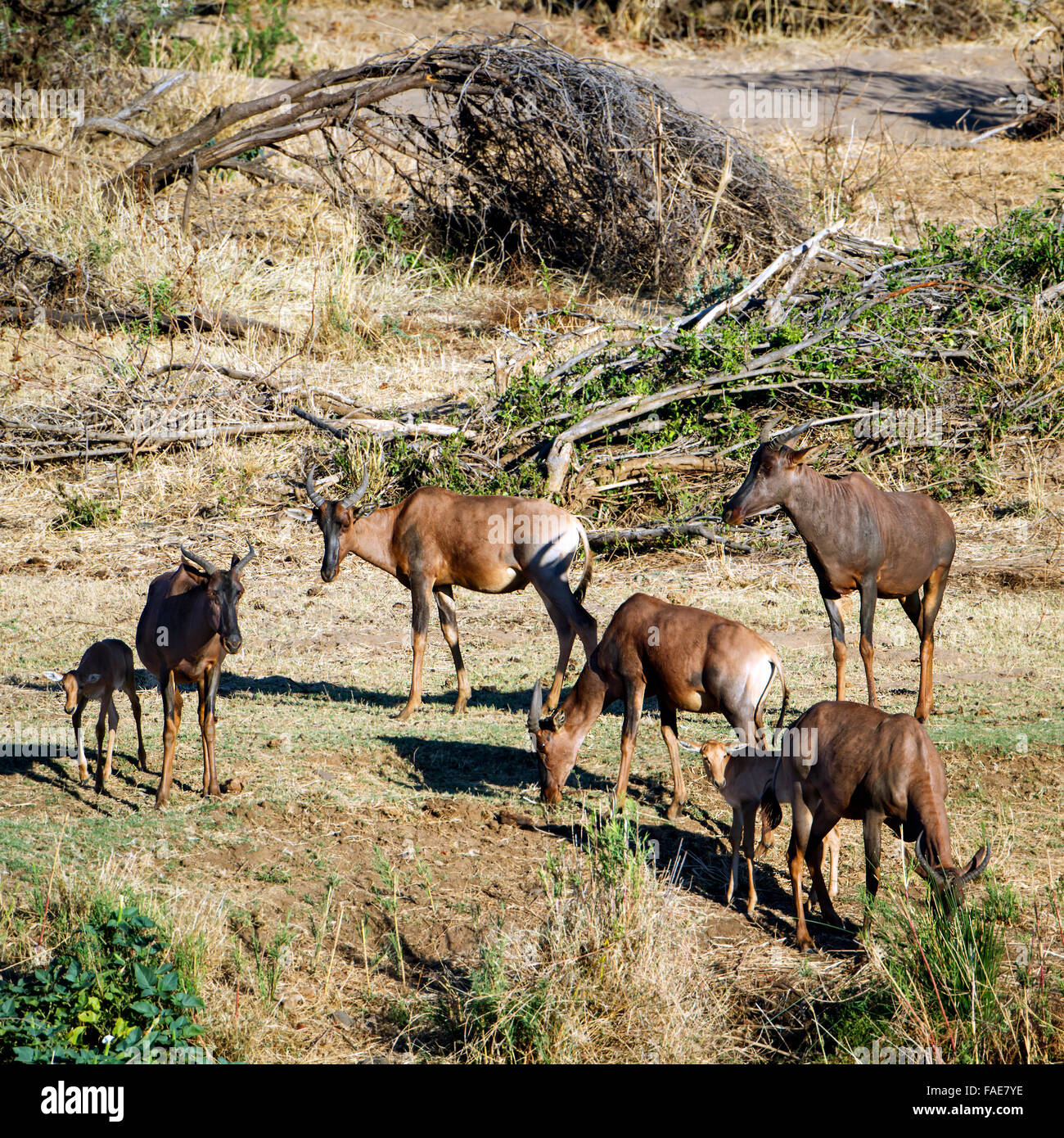 Common Tsessebe Stock Photos & Common Tsessebe Stock Images - Alamy