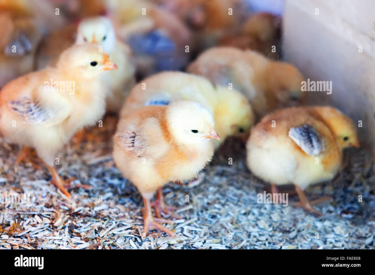 little yellow chicks in farm Stock Photo - Alamy