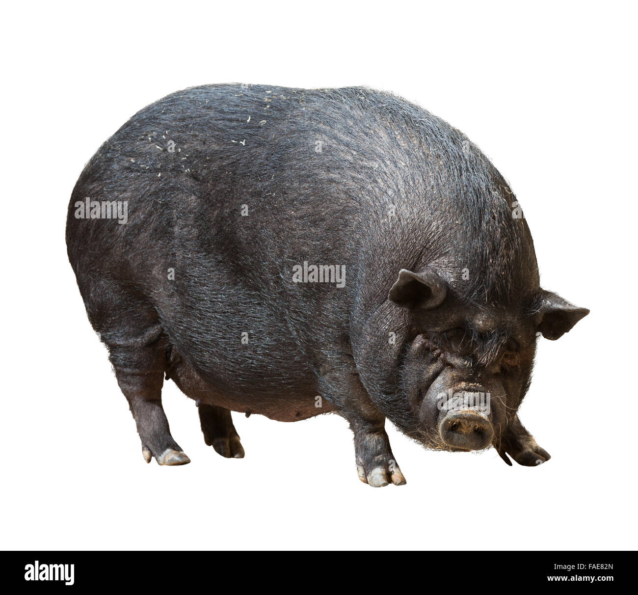 Farm pig over white background Stock Photo - Alamy