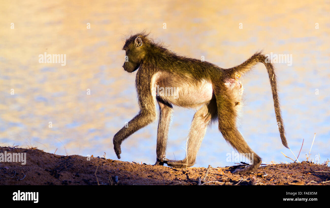 Chacma baboon Specie Papio ursinus family of Cercopithecidae Stock ...