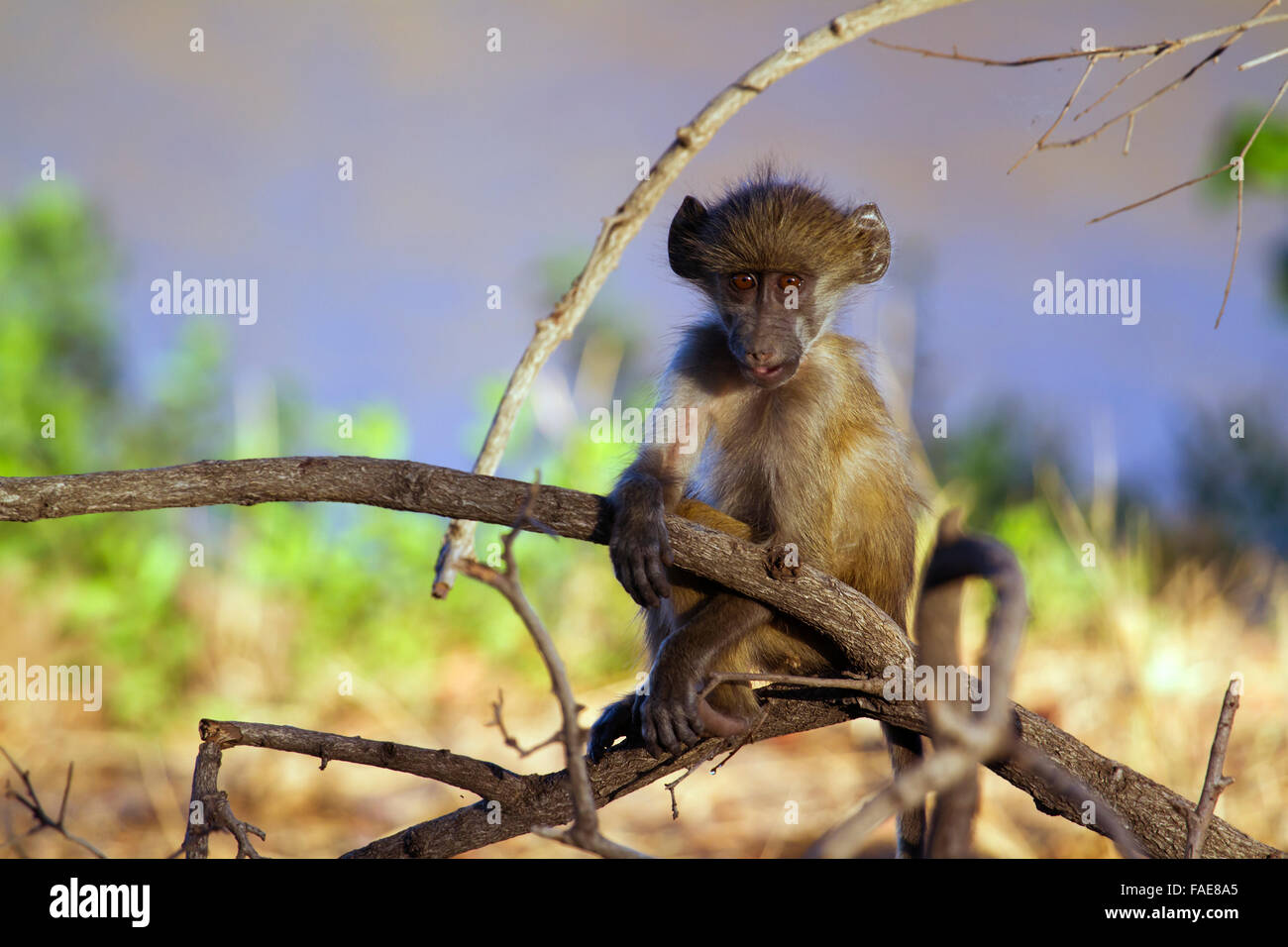 Chacma baboon Specie Papio ursinus family of Cercopithecidae Stock ...