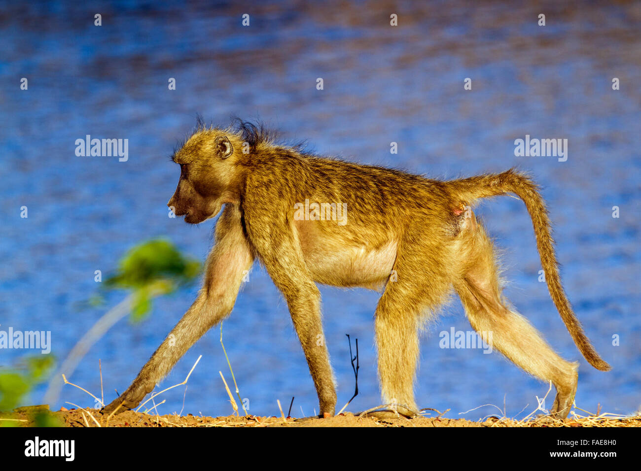 Chacma baboon Specie Papio ursinus family of Cercopithecidae Stock ...