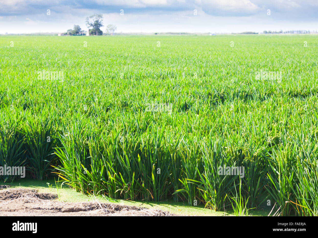 Rice fields at Ebro Delta in summer. Catalonia Stock Photo - Alamy