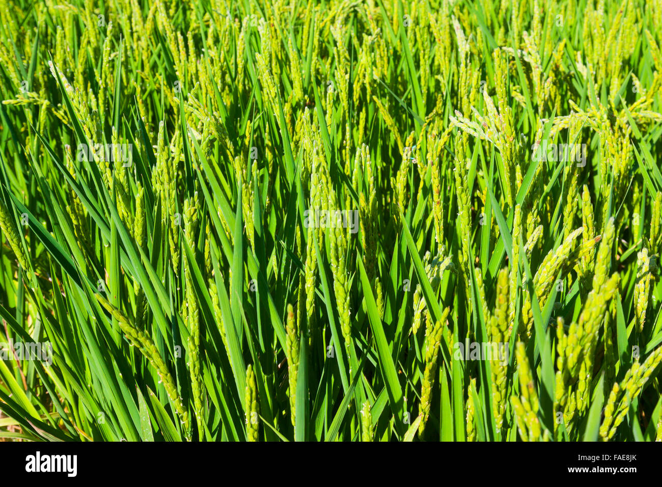 Closeup shot rice plants hi-res stock photography and images - Alamy