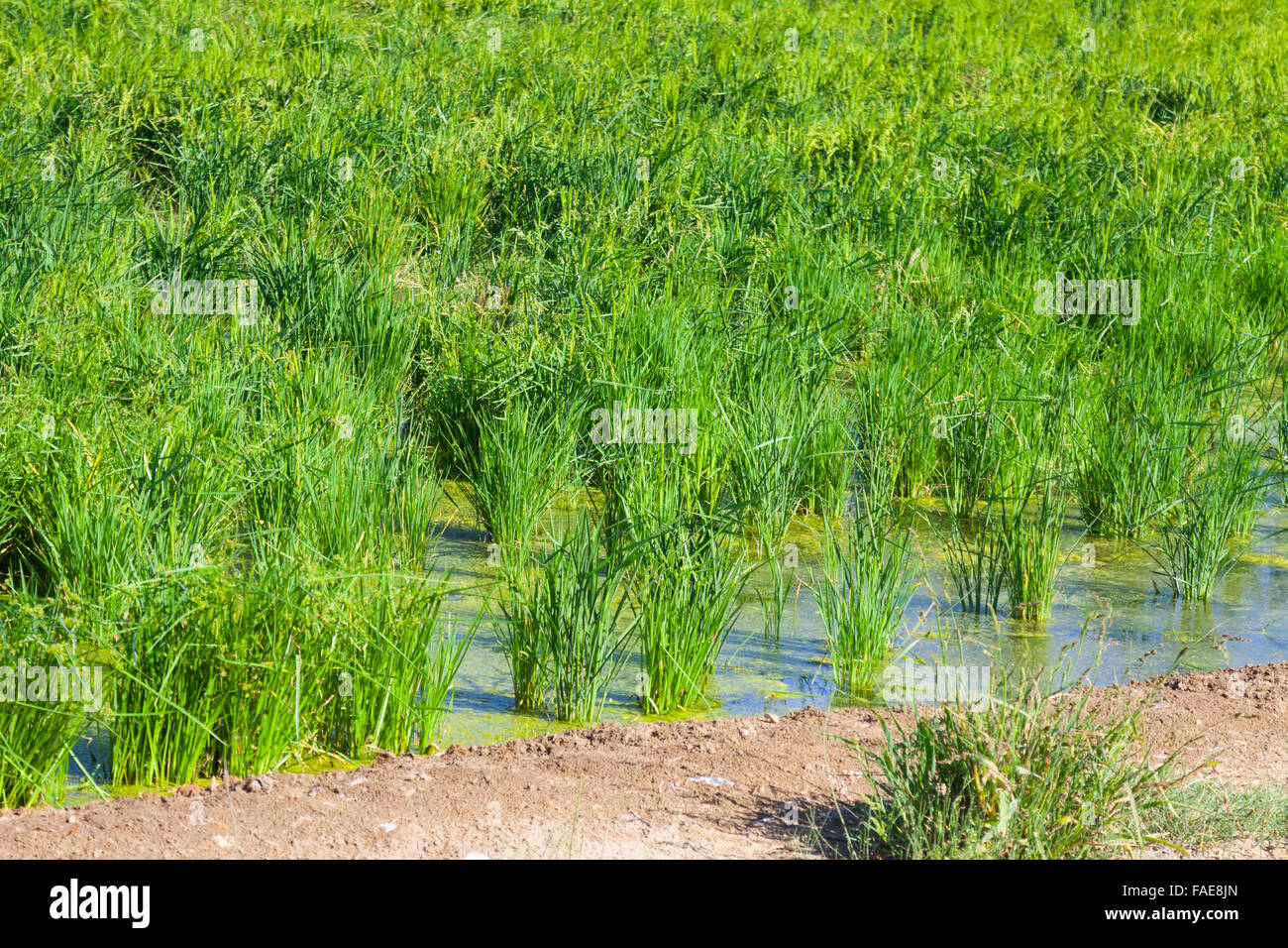 rice field at Ebro Delta in summer Stock Photo - Alamy