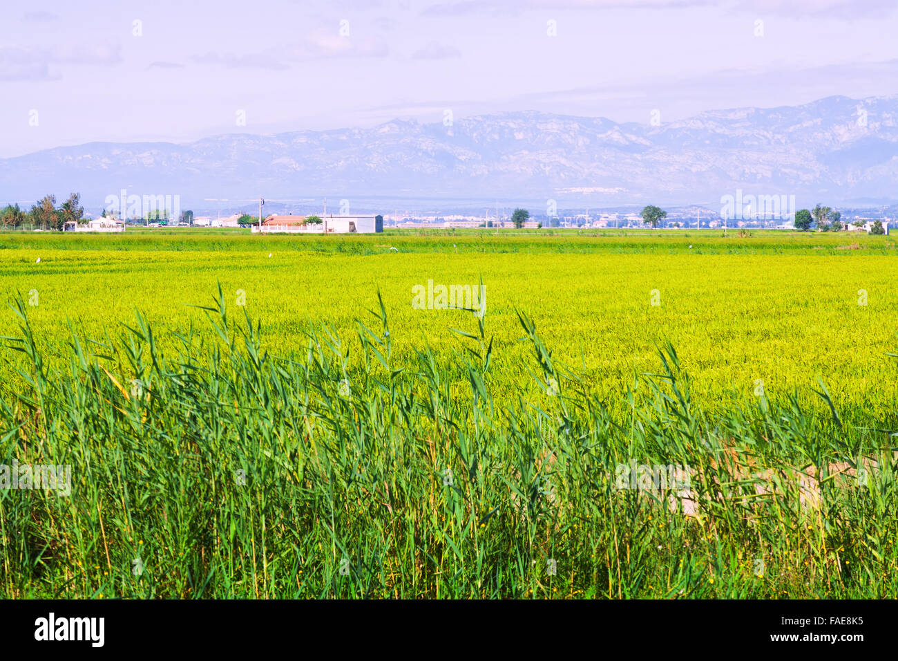 Rice fields in the Ebro Delta. Spain Stock Photo - Alamy