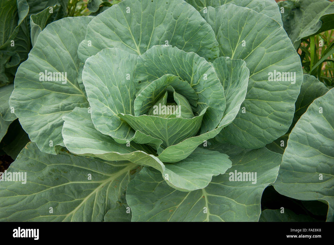 Cabbage growing on a farm Stock Photo - Alamy