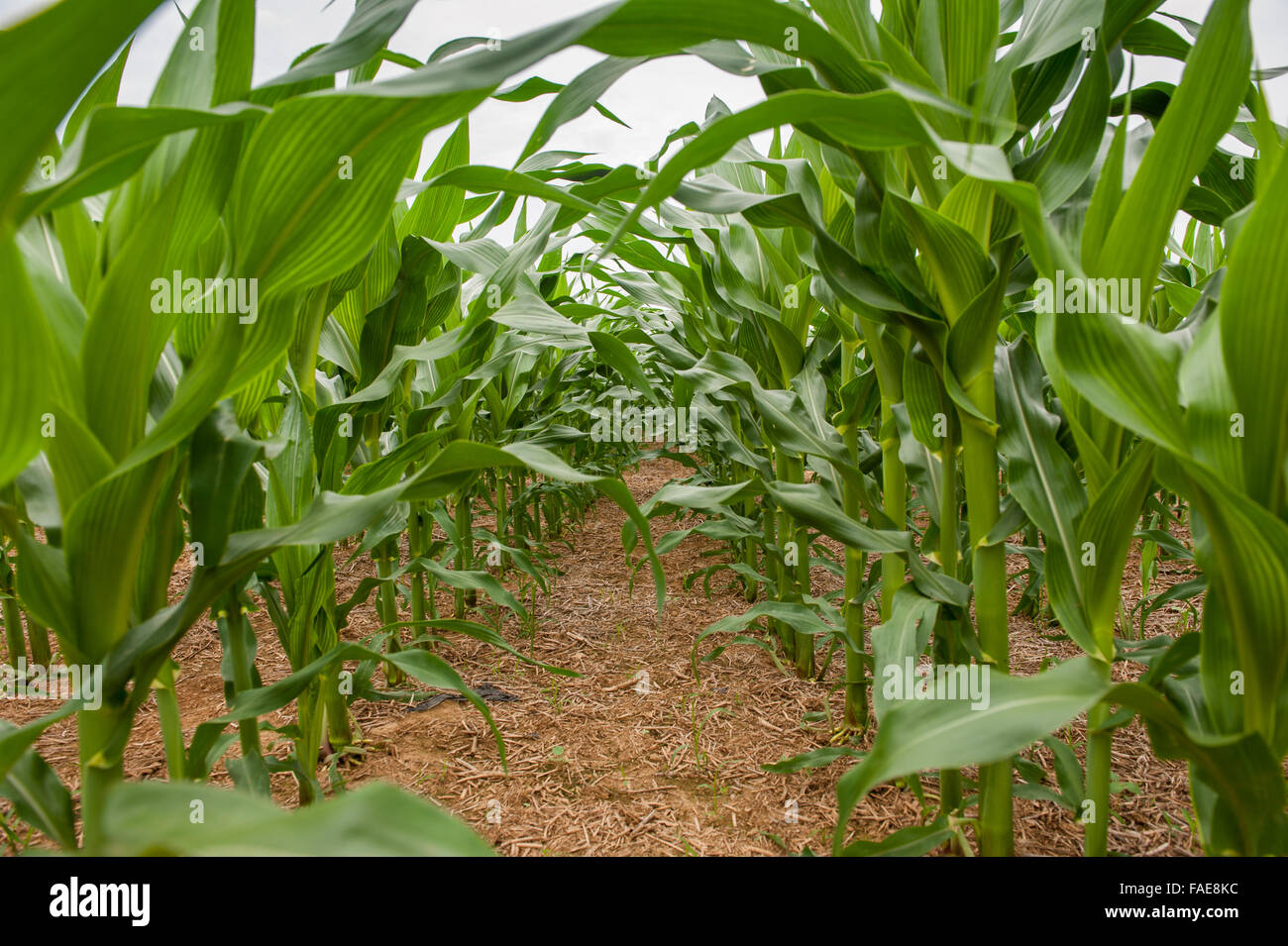 Looking down a row of corn Stock Photo - Alamy