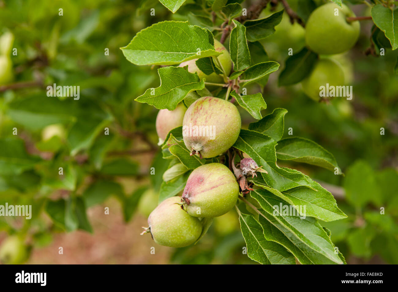 Fruits orchard hi-res stock photography and images - Alamy