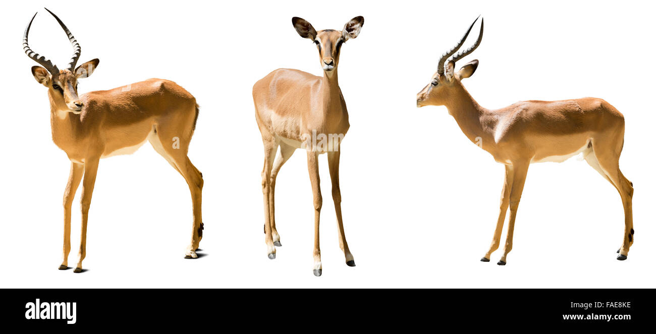 Set of impalas. Isolated on white background Stock Photo - Alamy