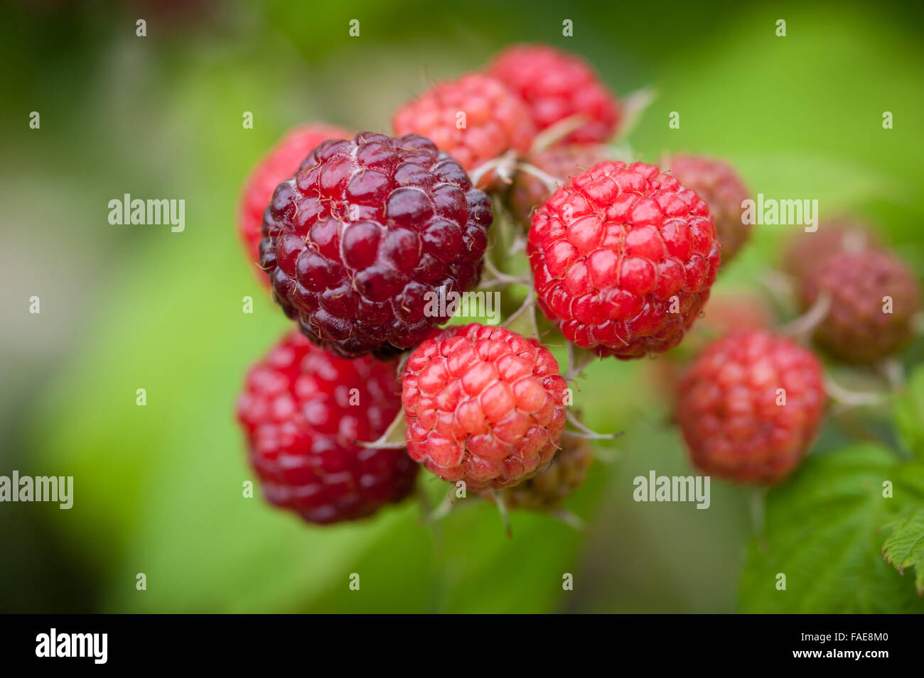 Raspberry vine hi-res stock photography and images - Alamy
