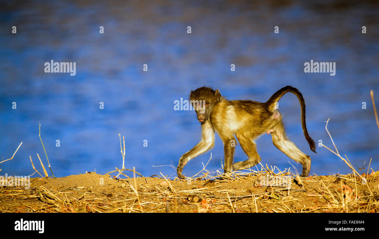 Chacma baboon Specie Papio ursinus family of Cercopithecidae Stock ...