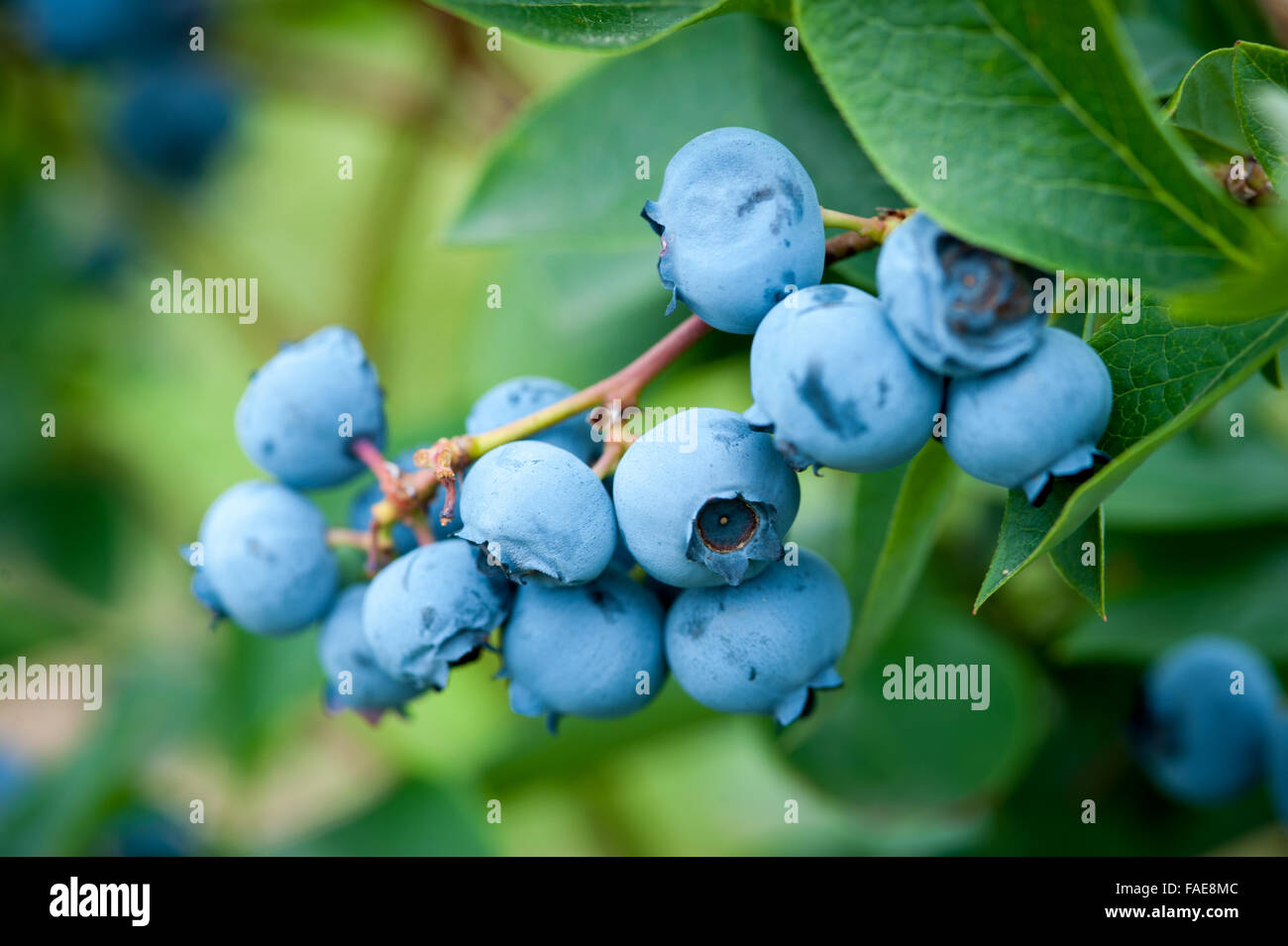 Eats fruits hi-res stock photography and images - Alamy