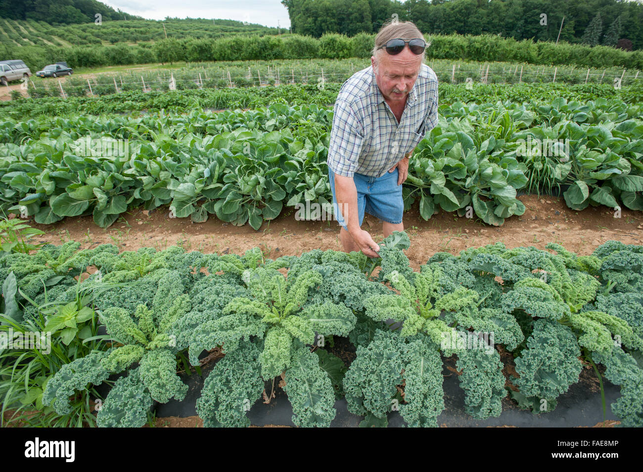 Farmer looking over his crops Stock Photo - Alamy