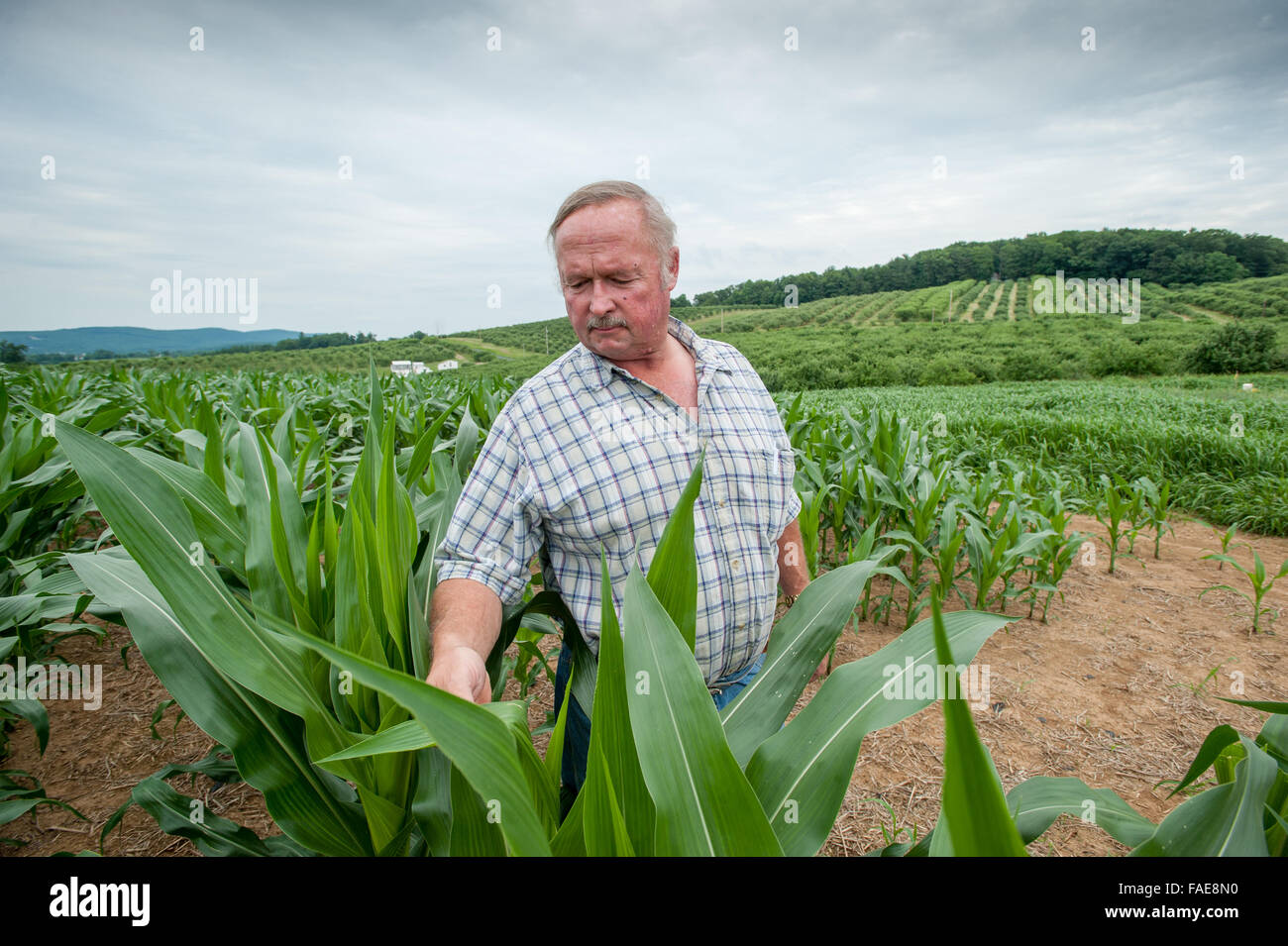 Farmer looking over his crops Stock Photo - Alamy