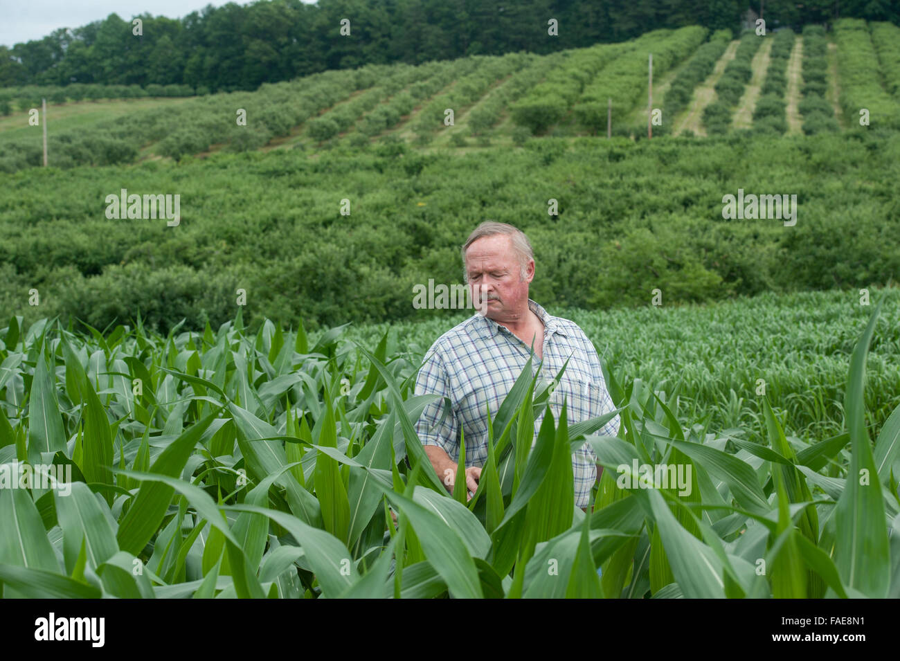 Farmer looking over his crops Stock Photo - Alamy
