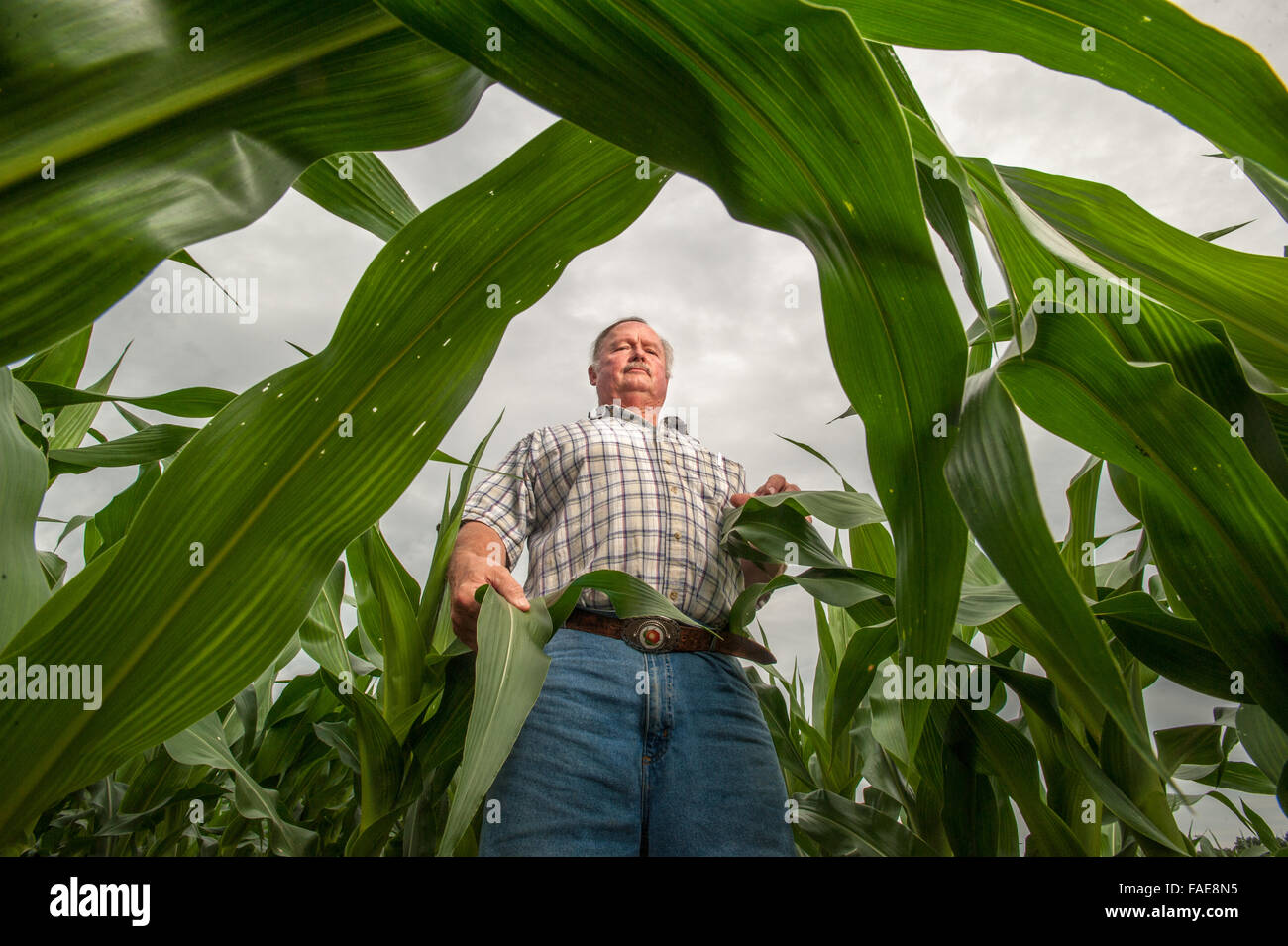 Farmer picking corn hi-res stock photography and images - Alamy