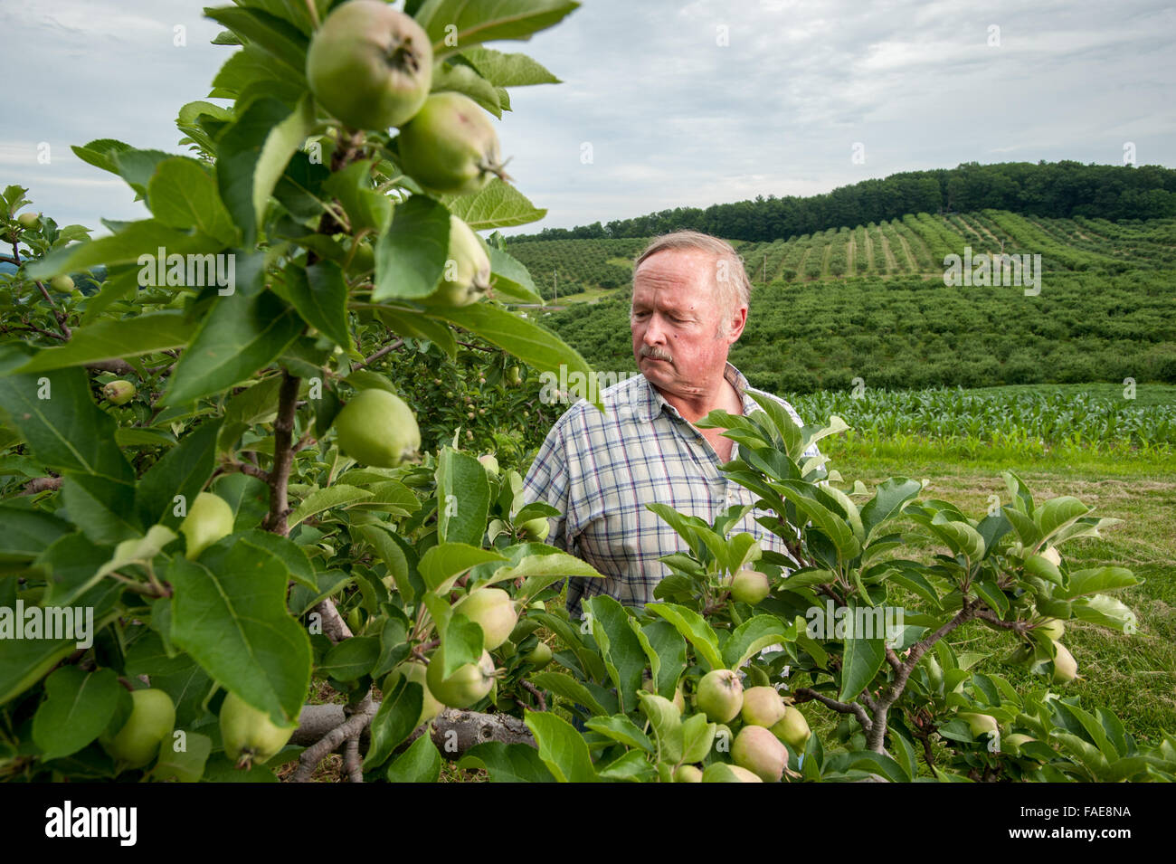 Farmer looking over his crops Stock Photo - Alamy