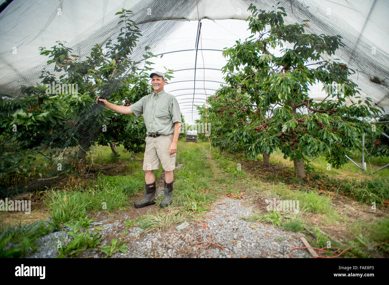 Farmer pulling down protective net to enclose his cherry trees Stock ...