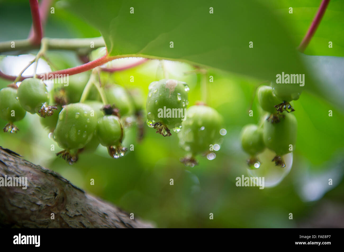 Kiwi Berries growing in an orchard Stock Photo - Alamy