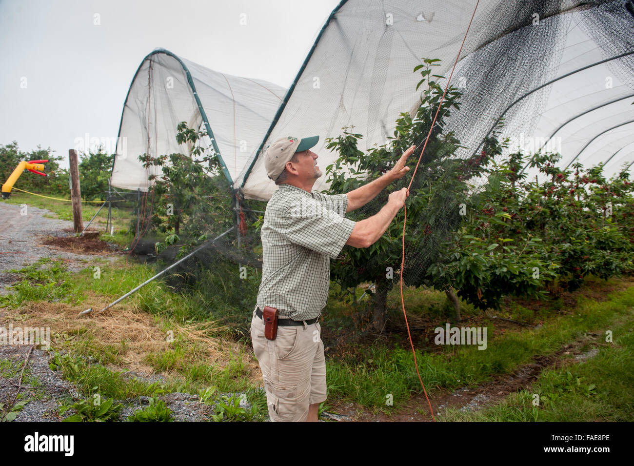 Farmer pulling down protective net to enclose his cherry trees Stock ...