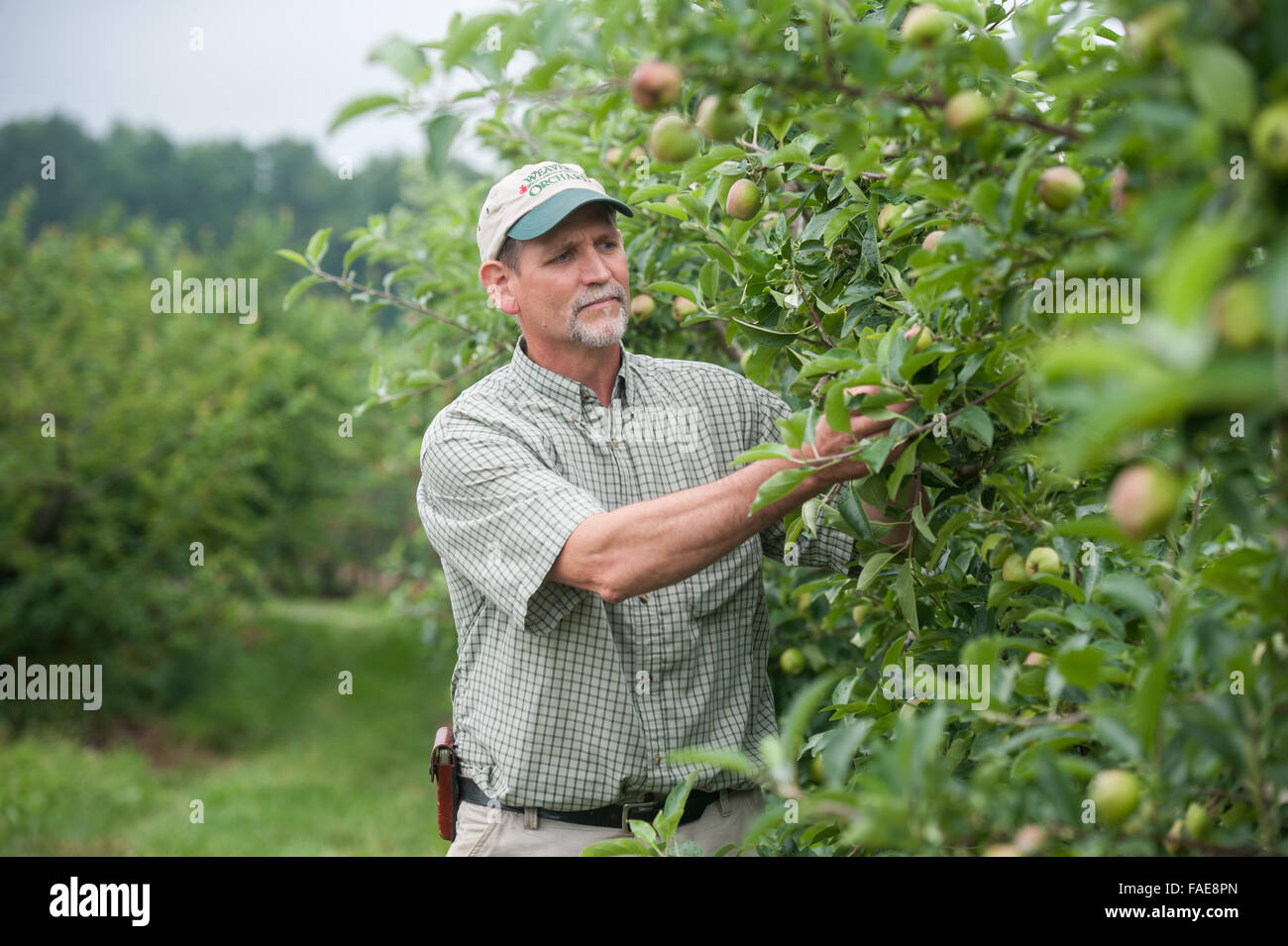Farmer looking over his crops Stock Photo - Alamy