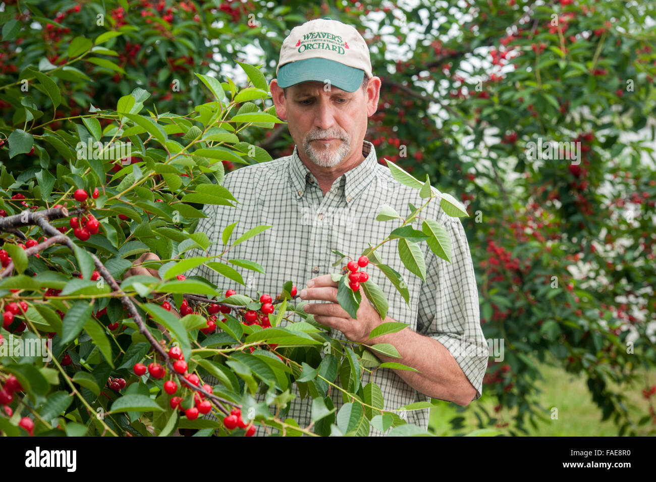 Cherry crops hi-res stock photography and images - Alamy