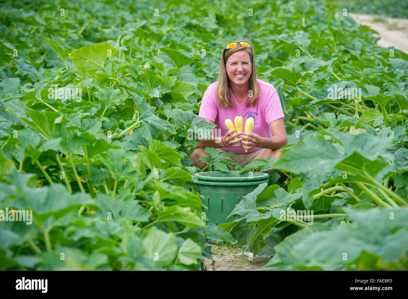 Woman in a patch of yellow squash Stock Photo - Alamy